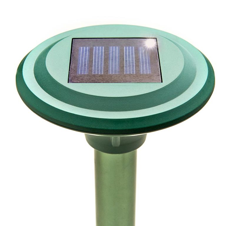 28 Parrot or Port Lincoln Parrot Control (Barnardius zonarius) | Bird ...