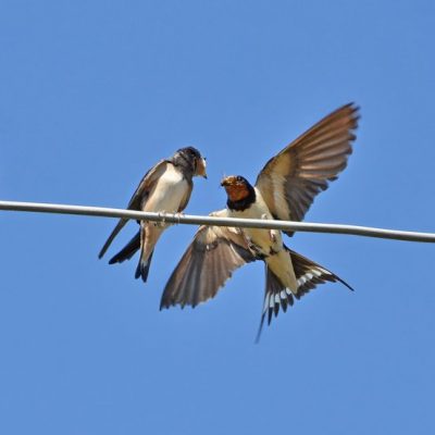 Noisy Friar Bird aka Leatherhead Control | Bird Gard Australia